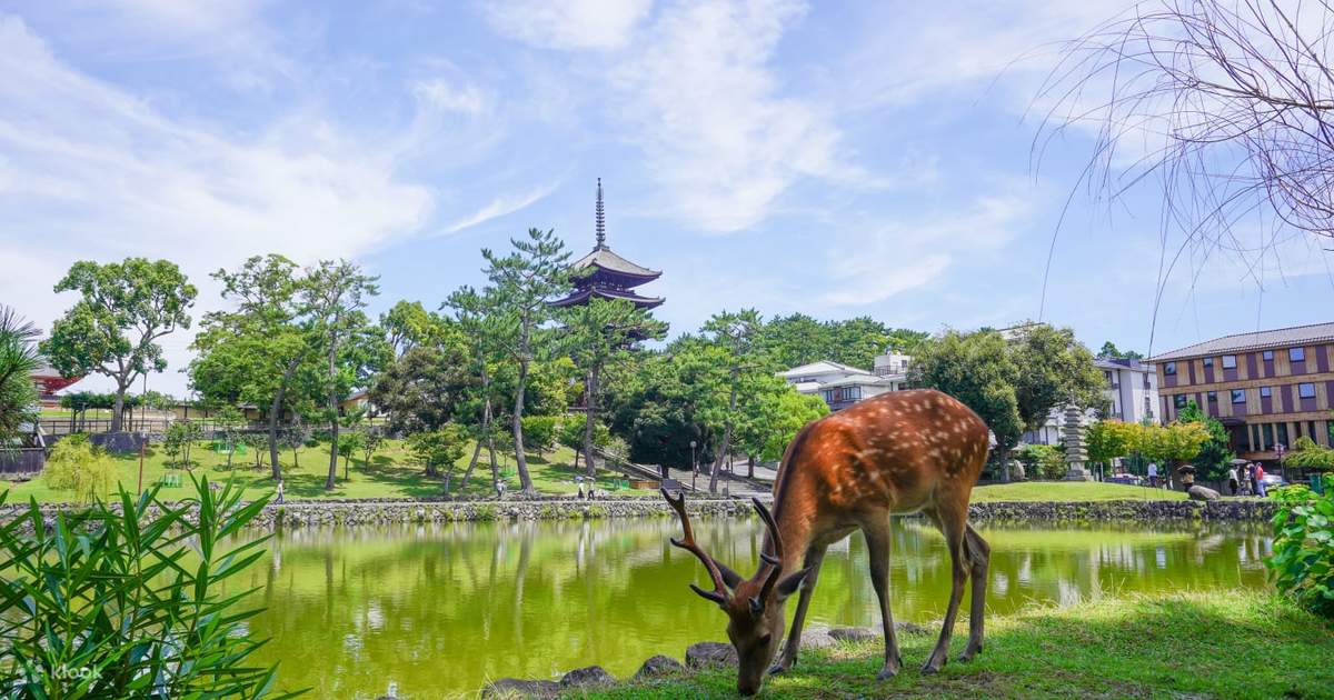 나라 도다이지 사원 And 나라마치 반나절 워킹 투어 클룩 Klook 한국
